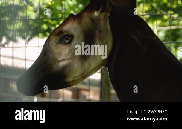 Okapi africa Stock Videos & Footage - HD and 4K Video Clips - Alamy