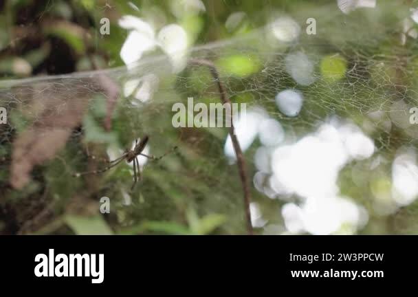 A spider with long legs sits on a web. Forest predatory insect. Dense ...