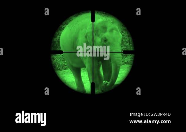 Wild elephant in rifle scope. Night hunting for animals. View from the ...