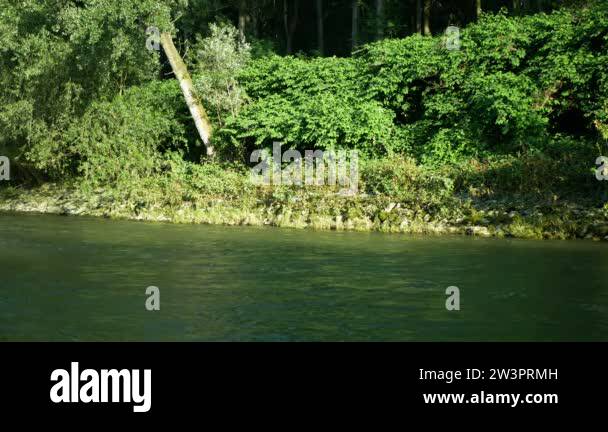Knotweed Japanese river, invasive expansive species of dangerous plants ...