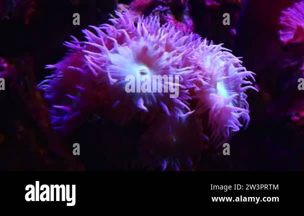 Deep red jellyfish Stock Videos & Footage - HD and 4K Video Clips - Alamy