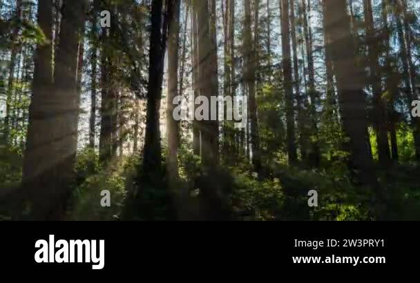 Green Forest. Pine Trees Fairy Forest. Trees pattern. Camera movement ...