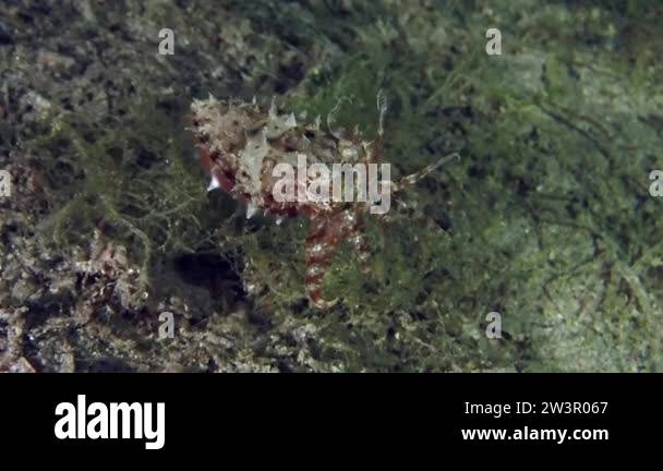 Baby octopus underwater Stock Videos & Footage - HD and 4K Video Clips ...