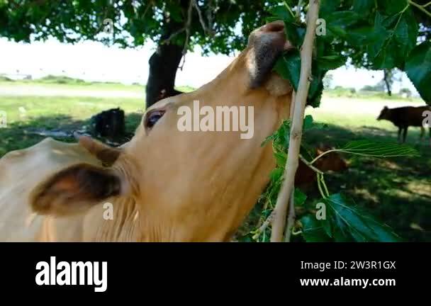 Portrait of a cow in the pasture. Animal head close up. Flies sit on ...