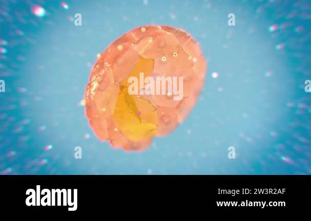 Cell division is the process by which a parent cell divides into two or ...