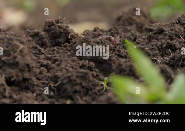 Crawl out of the ground Stock Videos & Footage - HD and 4K Video Clips ...