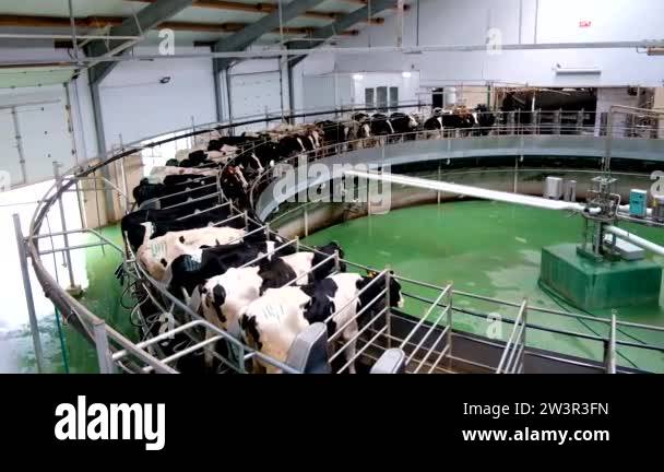 Milking cows by automatic industrial milking rotary system in modern ...