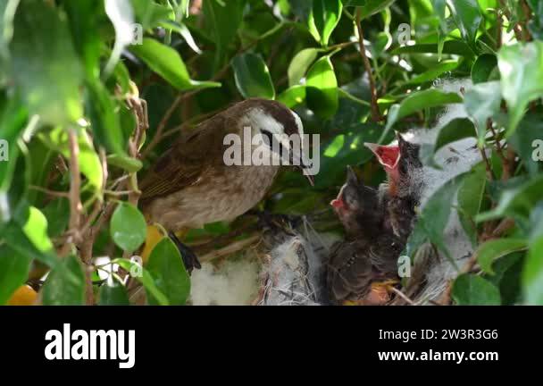 8 day old new born of baby birds in a nest of yellow-vented bulbul ...