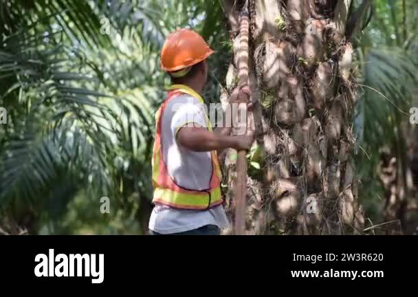 Senior traditional Asian palm oil farmer pruning palm oil fronds and ...