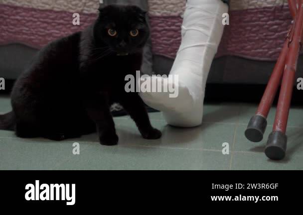 A cat that caresses its owner's broken leg. Caring for and support ...