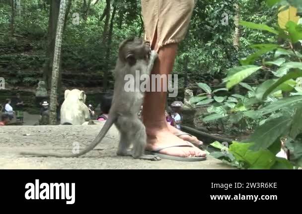 A fish or snake biting tail Stock Videos & Footage - HD and 4K Video ...