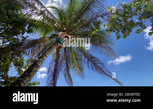 Throwing coconuts Stock Videos & Footage - HD and 4K Video Clips - Alamy