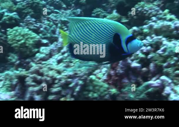 Empo fish Stock Videos & Footage - HD and 4K Video Clips - Alamy
