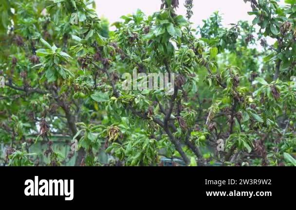 Necrosis of the leaves of fruit trees. Dead leaf tissue of fruit trees ...