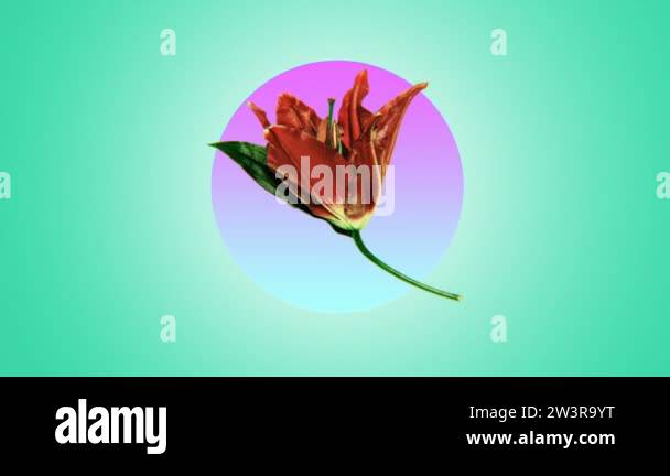 Minimal flower abstract Stock Videos & Footage - HD and 4K Video Clips ...