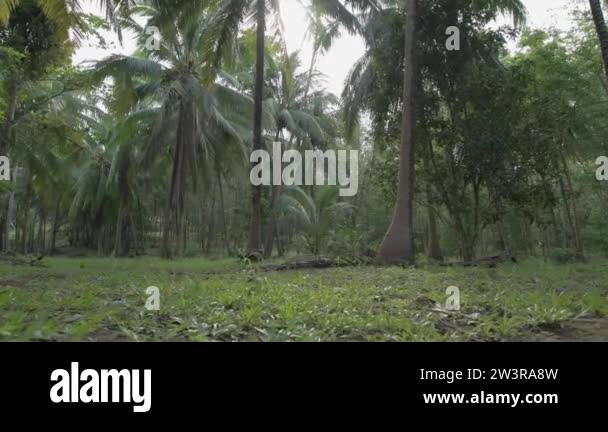 A slow walk through the rainforest. Coconut tree plantations. Forest ...