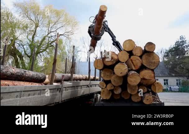 Loading heavy industrial truck trailer with big timber pine, spruce ...