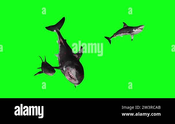Sharks Swimming In A Circle Green Screen Front - 3D Rendering ...