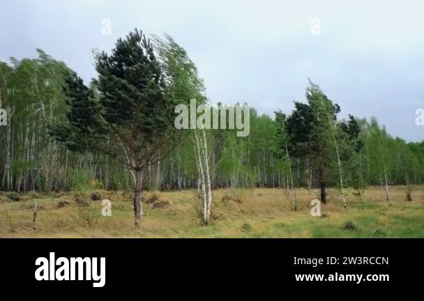 Birch and pine sway from the strong wind. Trees against the sky and dry ...