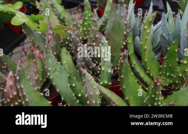 Aloe vera babies Stock Videos & Footage - HD and 4K Video Clips - Alamy