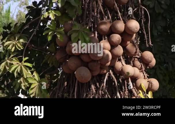 The sapodilla fruit grows on a tree. Sapodilla or Chica fruit in Asia ...