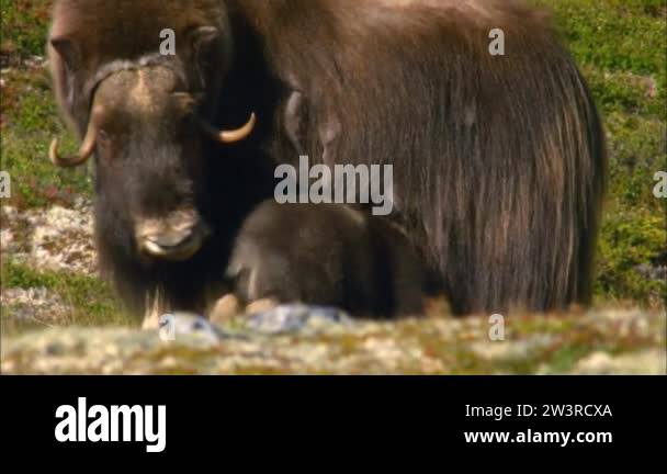 Musk ox. About 3.5 million years ago, the ancestors of musk oxen ...