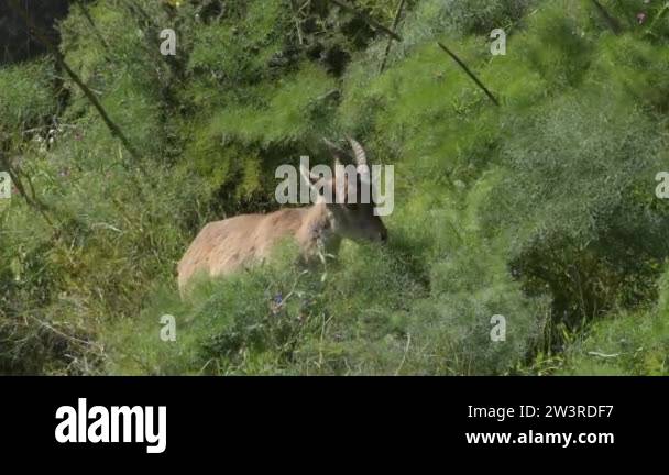 Cabra goat Stock Videos & Footage - HD and 4K Video Clips - Alamy