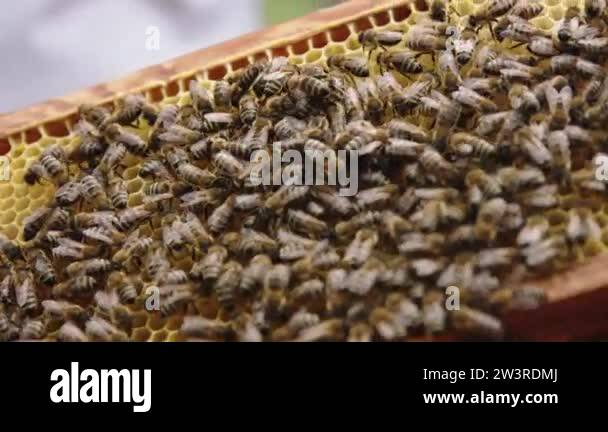 Brood pattern Stock Videos & Footage - HD and 4K Video Clips - Alamy
