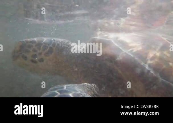 Giant Sea Turtles Swim Underwater and Eat Algae in Natural Aquarium ...
