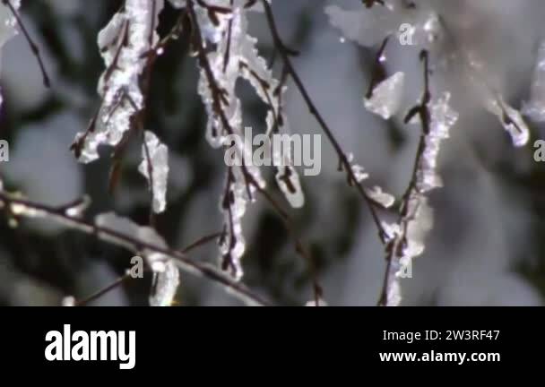 Frozen twigs Stock Videos & Footage - HD and 4K Video Clips - Alamy