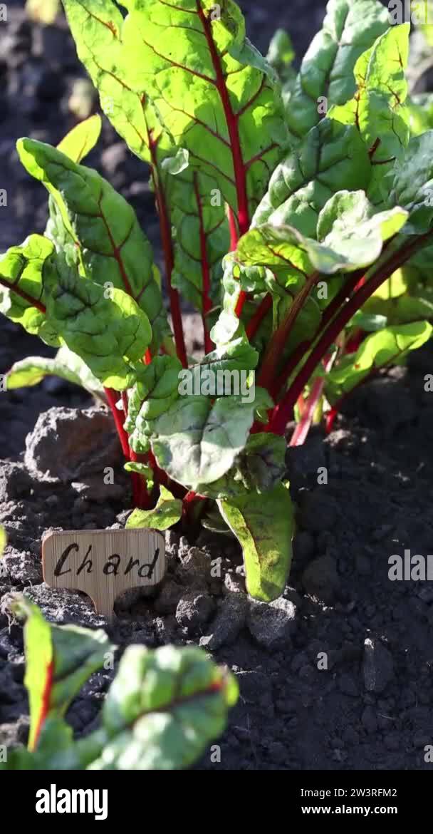Red chard leaf Stock Videos & Footage - HD and 4K Video Clips - Alamy