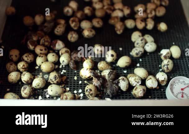the hatching of quails from eggs. Chicks in the incubator. Breeding ...
