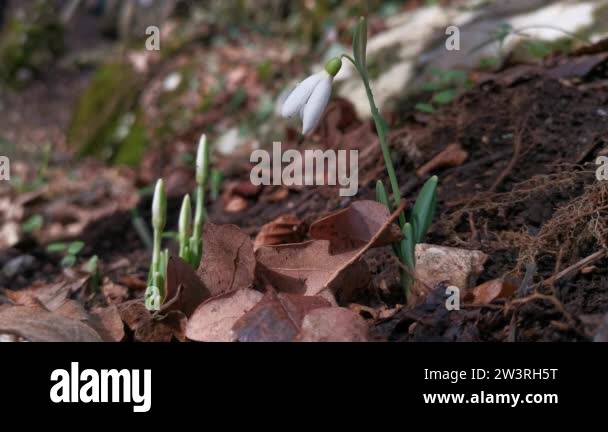 Fragile galanthus plant Stock Videos & Footage - HD and 4K Video Clips ...