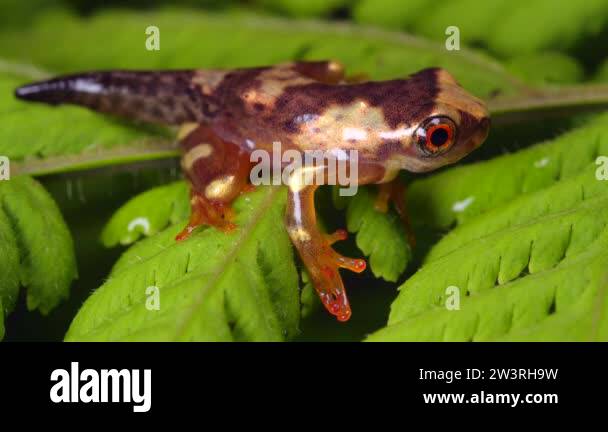 Frog on fern Stock Videos & Footage - HD and 4K Video Clips - Alamy