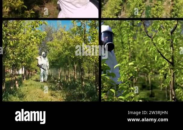 Orchard Spraying in Springtime Conceptual Video Wall. Orchard Spraying ...