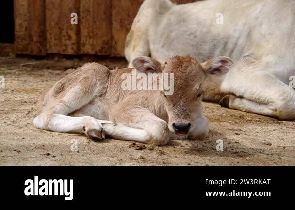 Small calf Stock Videos & Footage - HD and 4K Video Clips - Alamy