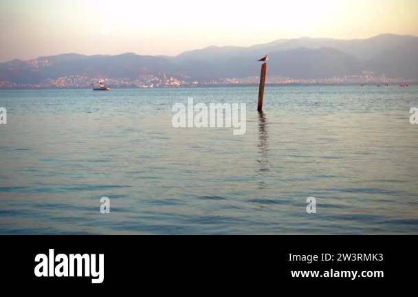 Bird pile sea Stock Videos & Footage - HD and 4K Video Clips - Alamy