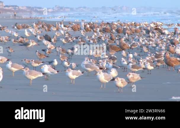 A flock of seagulls gather on the beach in the early morning sun. In 4K ...