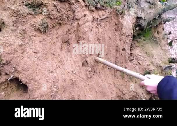 Boy or kid digging with a stick or branch in the sandy roots of a ...