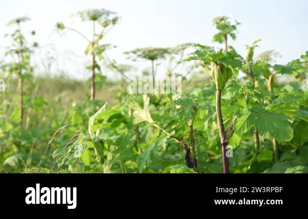Many dangerous poisonous plants Giant Hogweed (Heracleum, Cow Parsnip ...