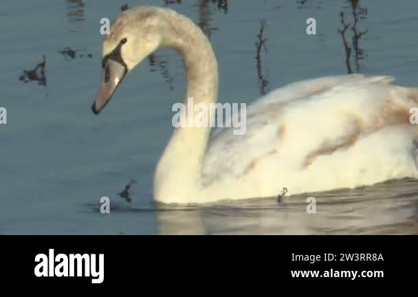 Adult white swan Stock Videos & Footage - HD and 4K Video Clips - Alamy