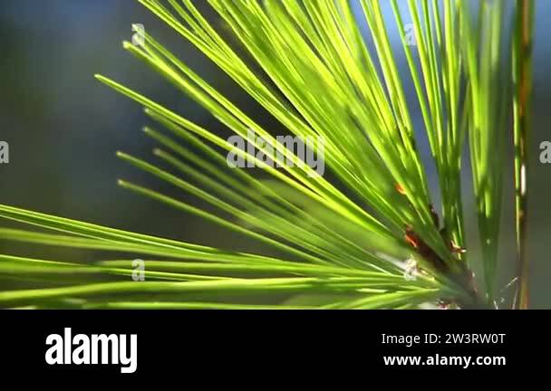 Pinus genus Stock Videos & Footage - HD and 4K Video Clips - Alamy