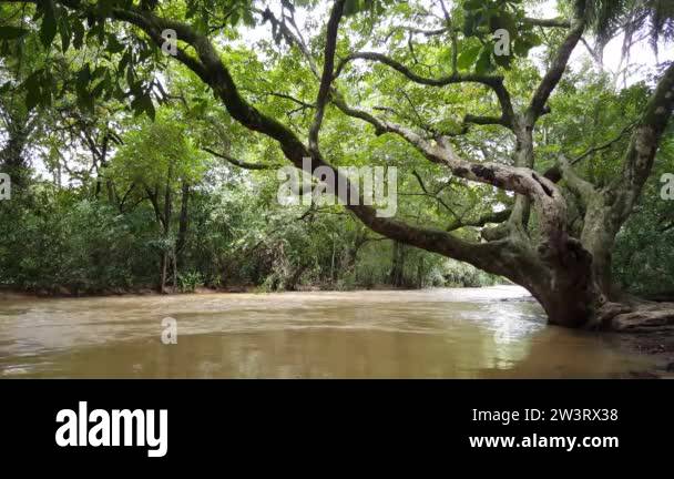 Mali africa forest Stock Videos & Footage - HD and 4K Video Clips - Alamy