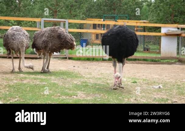 Paddock pen Stock Videos & Footage - HD and 4K Video Clips - Alamy