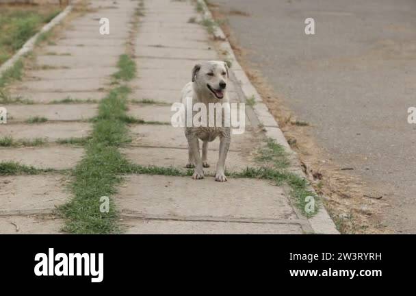 A shelter for dogs where different types of stray dogs live. Dogs drink ...