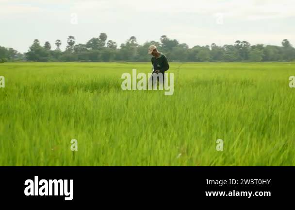 Walking through paddy field Stock Videos & Footage - HD and 4K Video ...