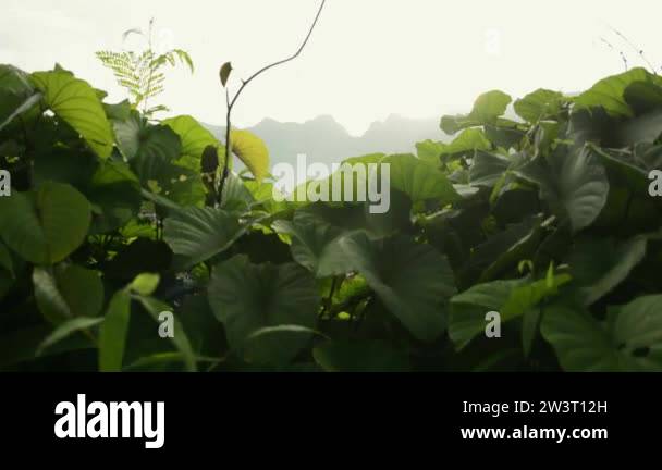 Reveal of Phang Nga city in the beautiful valley under the sun shining ...