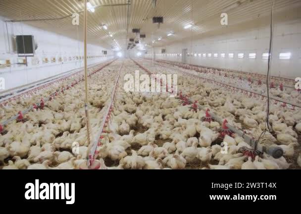 Poultry farm. Chickens for fattening on a modern poultry farm. Lots of ...