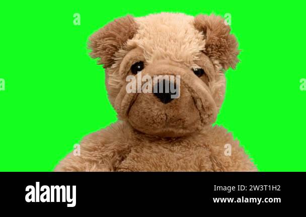 Teddy bear moving against green screen Stock Video Footage - Alamy