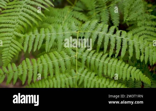 Ferns growth structure Stock Videos & Footage - HD and 4K Video Clips ...